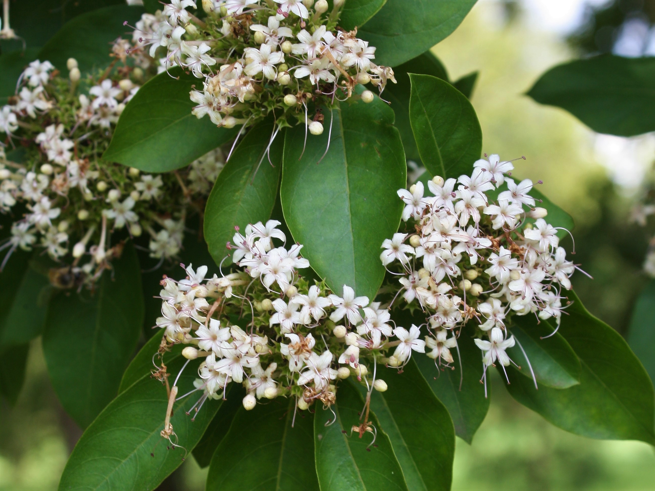 Volkameria glabra Smooth Tinderwood, Weeping Tree Tontelhout ...