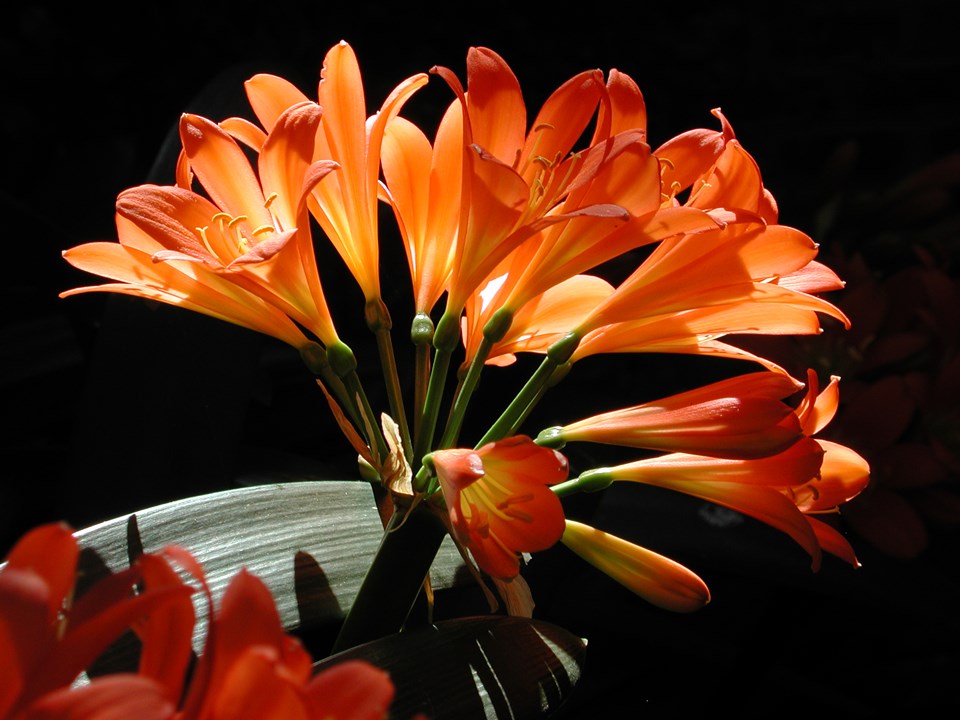 Clivia miniata Bush Lily Boslelie ubuhlungu beyma umayima