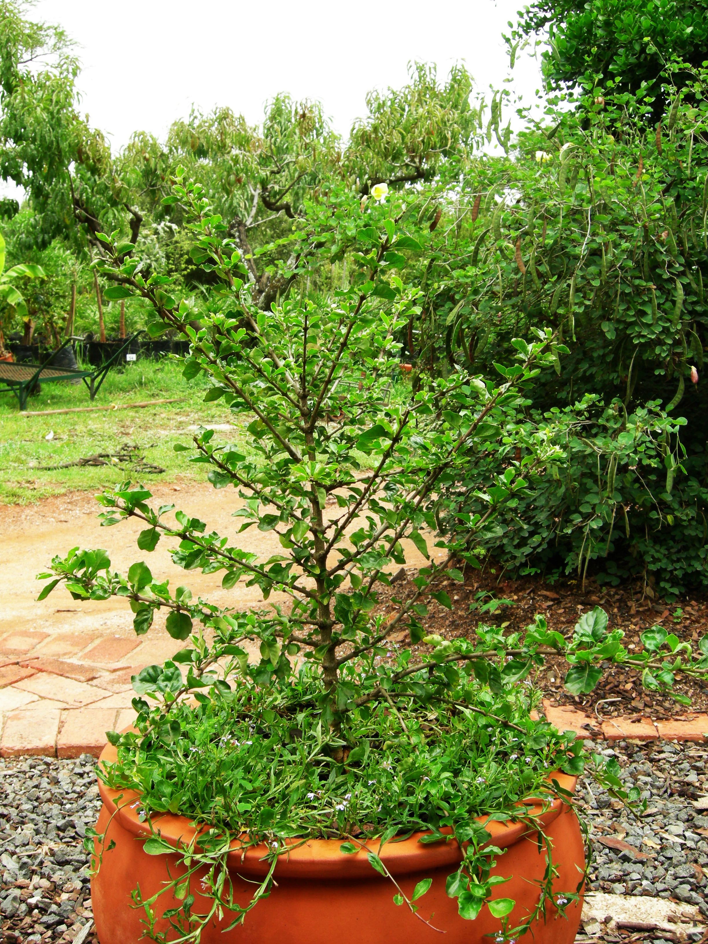 Coddia rudis Small Boneapple Kleinbeenappel umdondwane