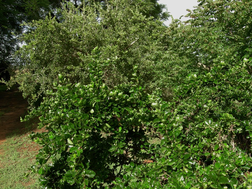 Coddia rudis Small Boneapple Kleinbeenappel umdondwane