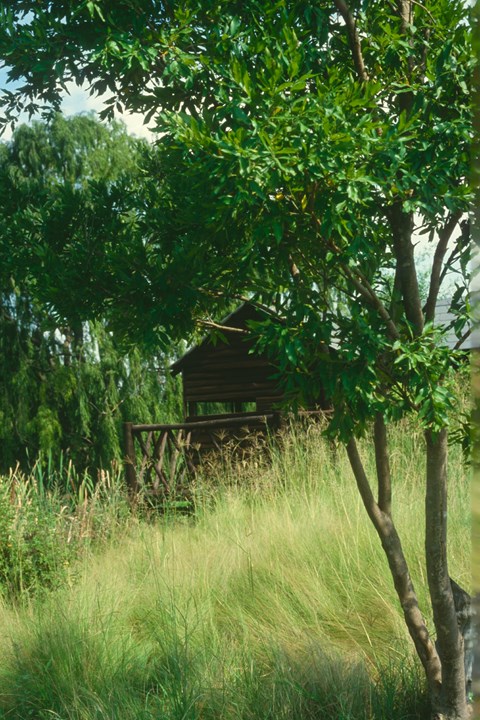 Combretum erythrophyllum River Bushwillow Riviervaderlandswilg Muvuvhu ...