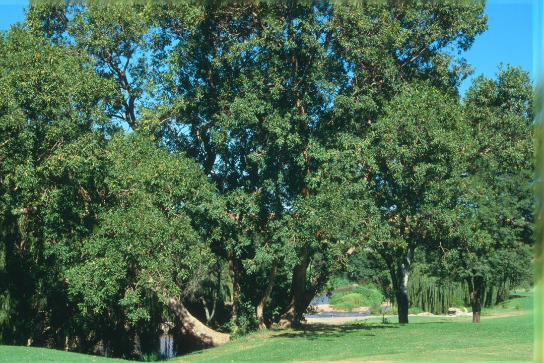 Combretum erythrophyllum River Bushwillow Riviervaderlandswilg Muvuvhu ...