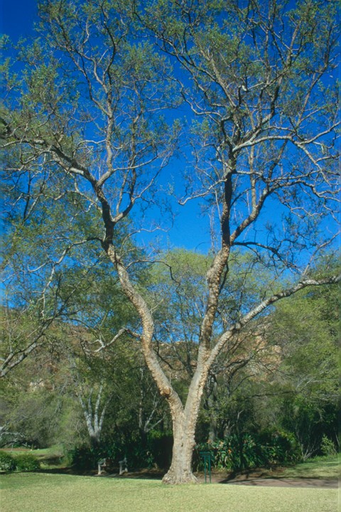 Combretum erythrophyllum River Bushwillow Riviervaderlandswilg Muvuvhu ...
