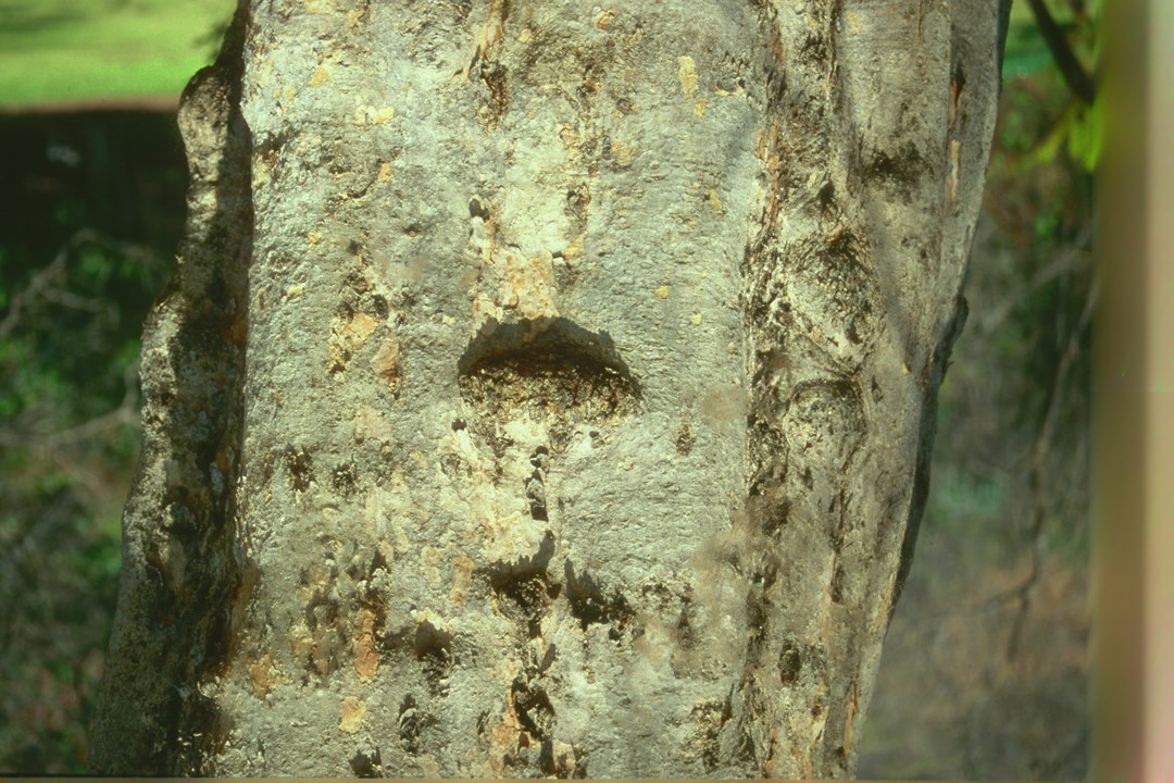 Combretum erythrophyllum River Bushwillow Riviervaderlandswilg Muvuvhu ...