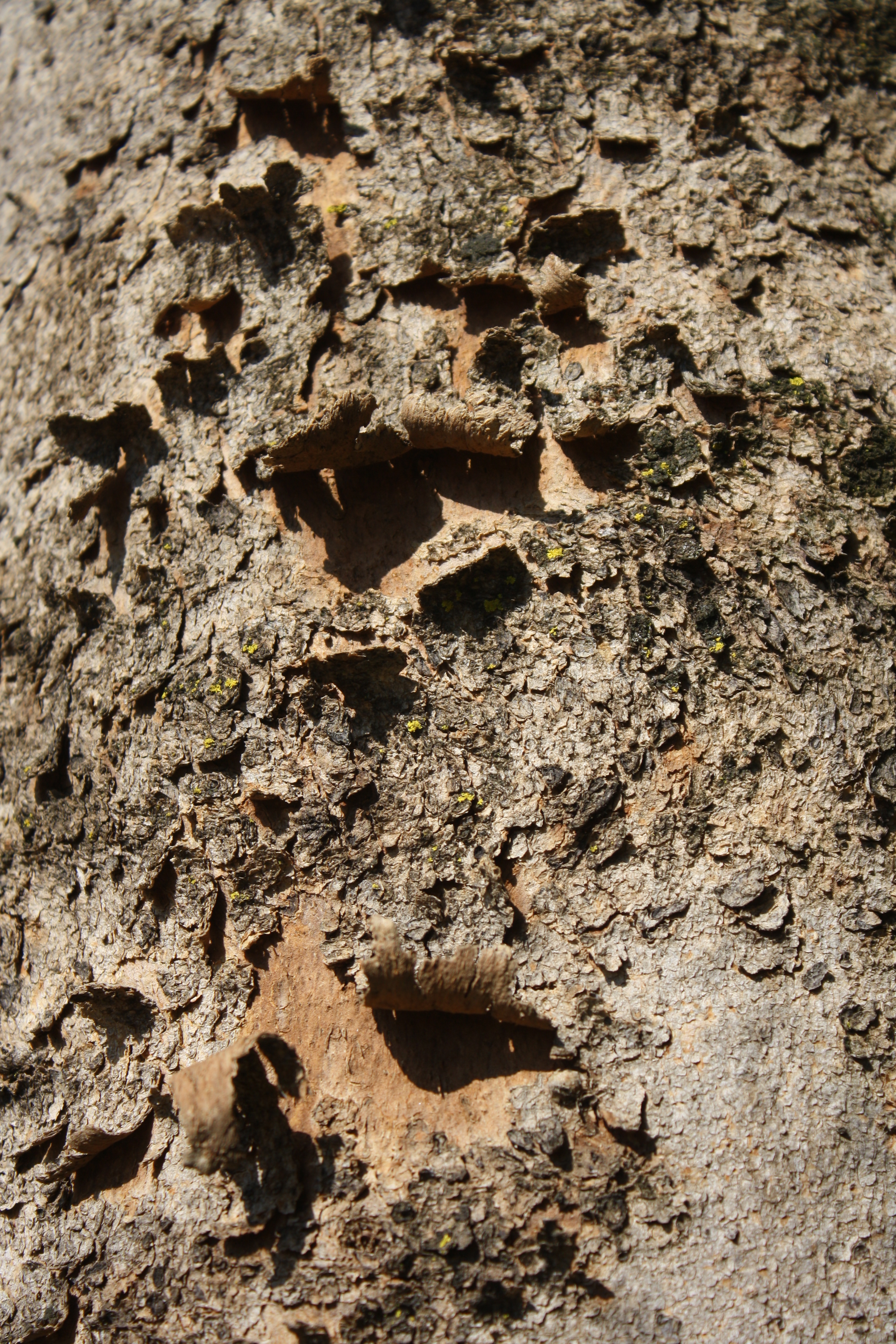 Combretum erythrophyllum River Bushwillow Riviervaderlandswilg Muvuvhu ...