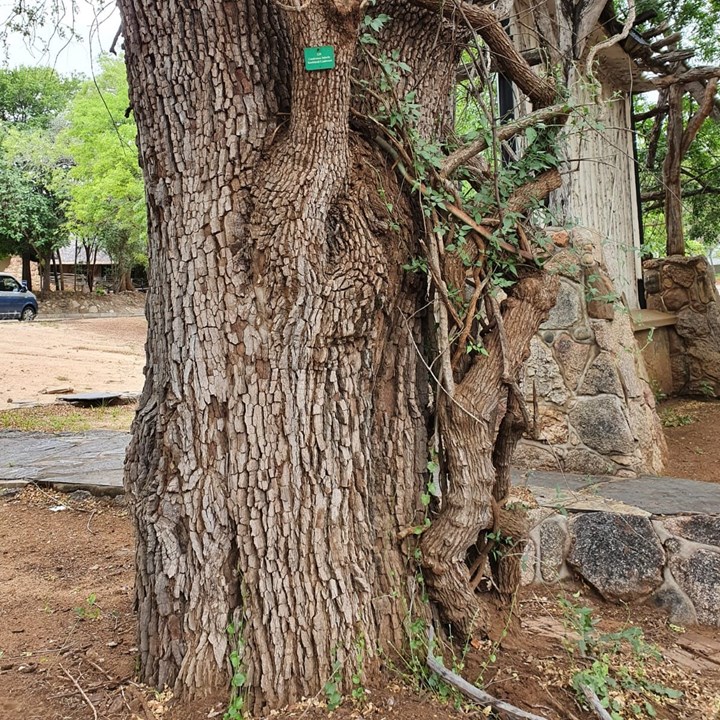 Combretum imberbe Leadwood Hardekool Motswiri Mudzwiri iMpondondlovu