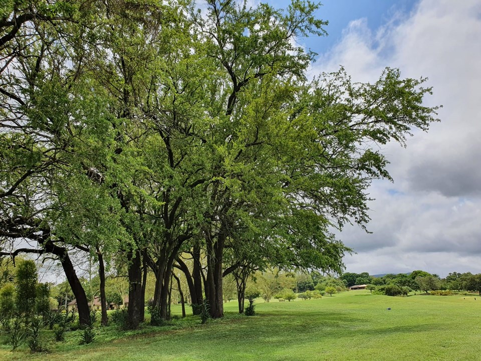 Combretum imberbe Leadwood Hardekool Motswiri Mudzwiri iMpondondlovu