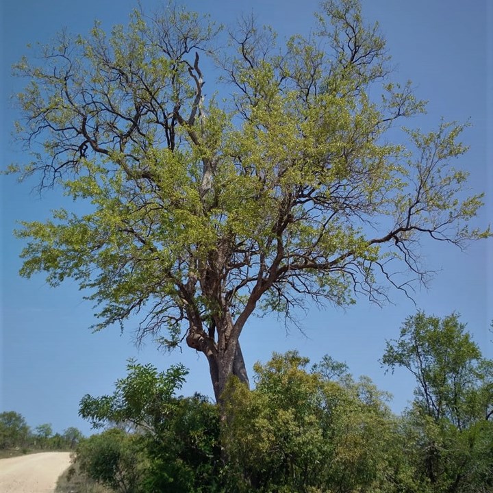 Combretum imberbe Leadwood Hardekool Motswiri Mudzwiri iMpondondlovu