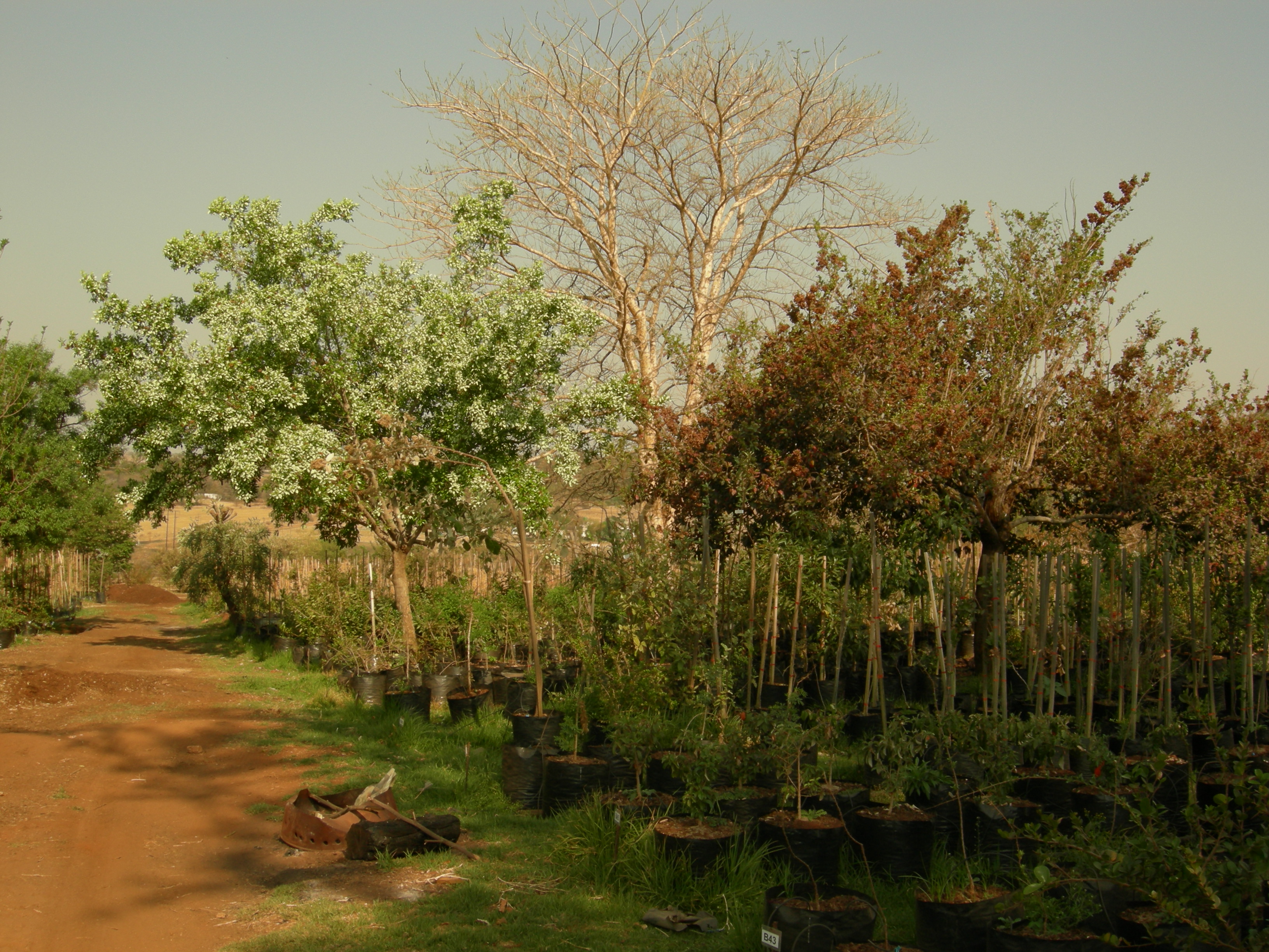 Combretum krausii Forest Bushwillow Bosvaderslandwilg umdubuwehlathi