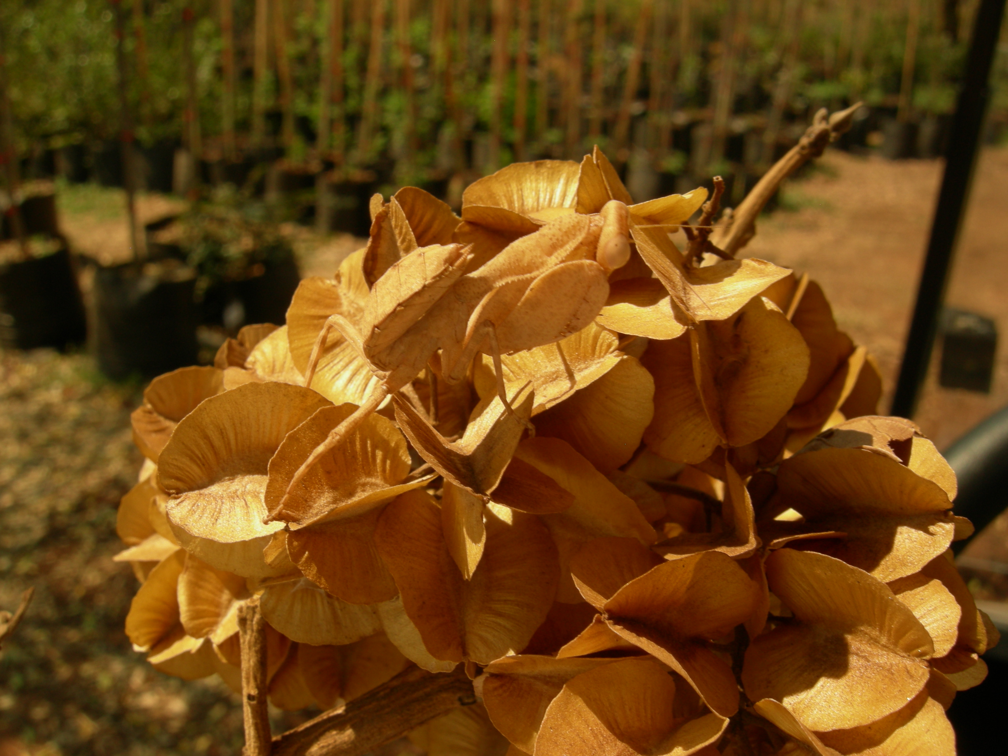 Combretum krausii Forest Bushwillow Bosvaderslandwilg umdubuwehlathi