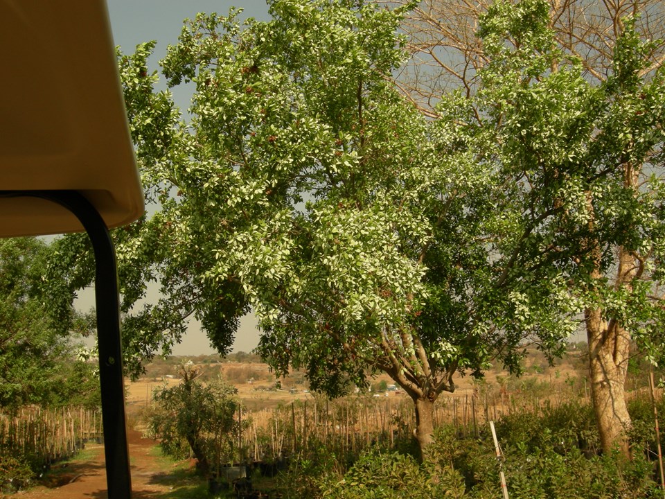 Combretum krausii Forest Bushwillow Bosvaderslandwilg umdubuwehlathi