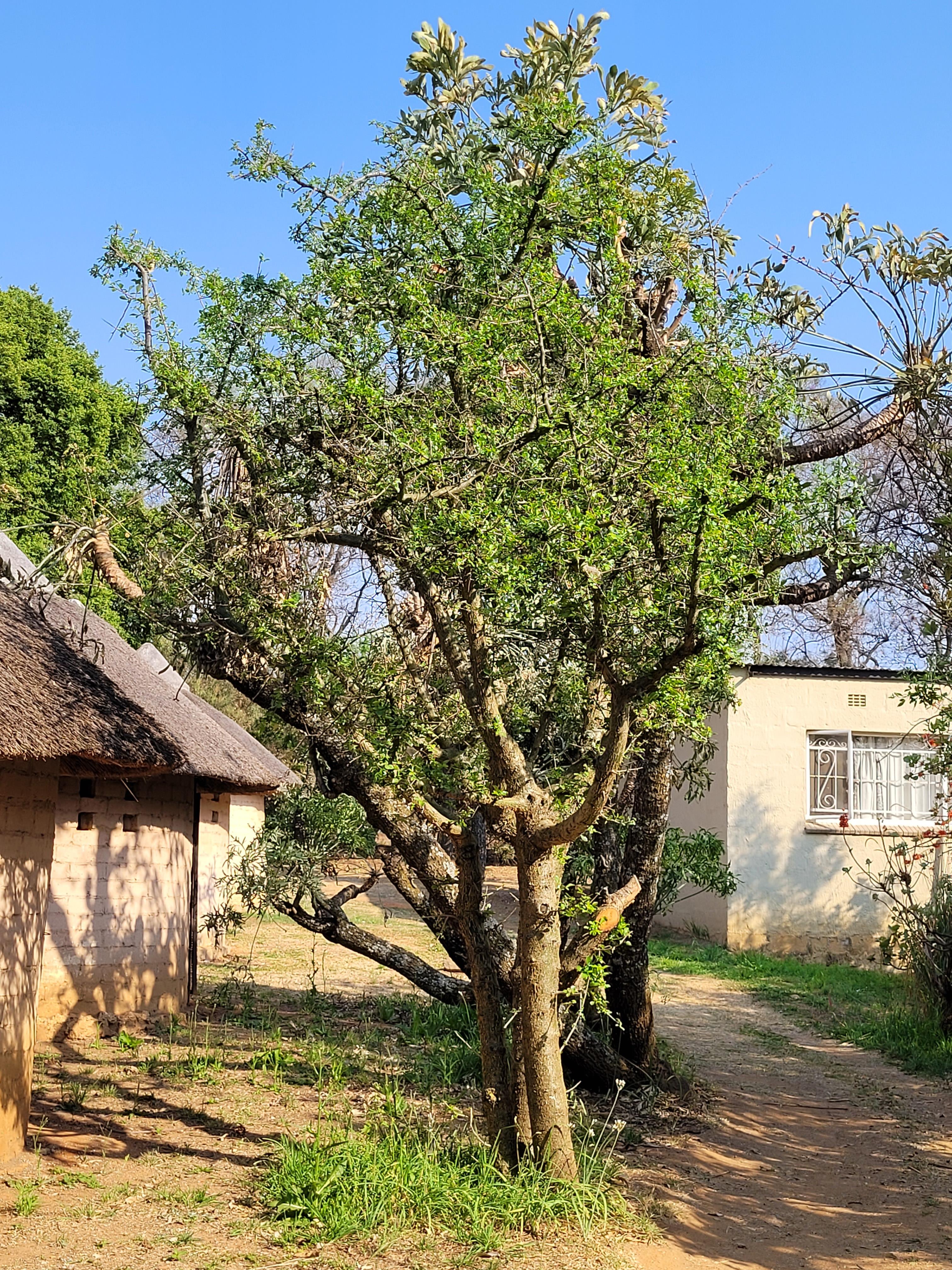 Commiphora neglecta Green-stemmed Corkwood Groenstamkanniedood ...