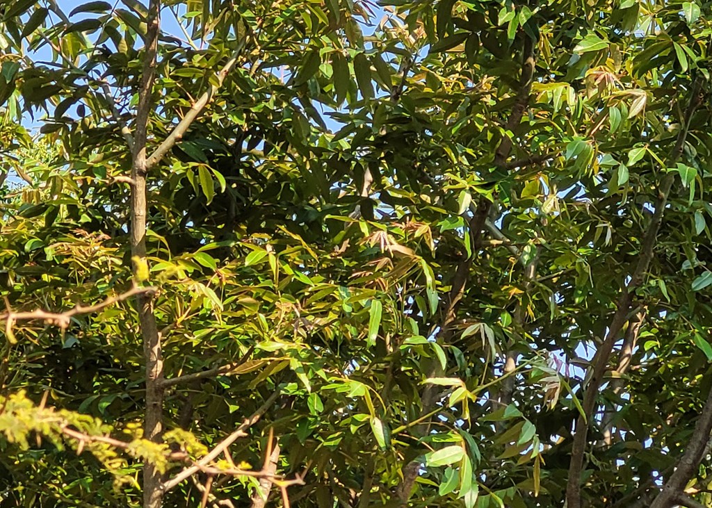Commiphora woodii Forest Corkwood boskanniedood iminele, wehlathi ...