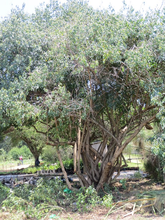 Cordia caffra Septee-tree Septeeboom Mududa Umlovu