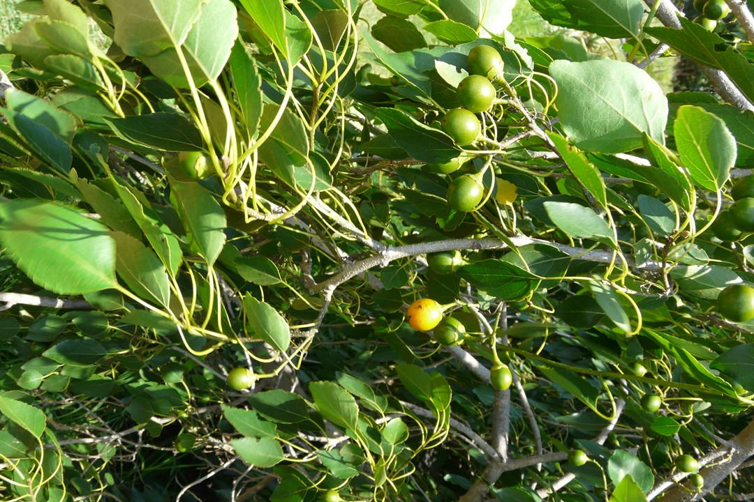 Cordia caffra Septee-tree Septeeboom Mududa Umlovu