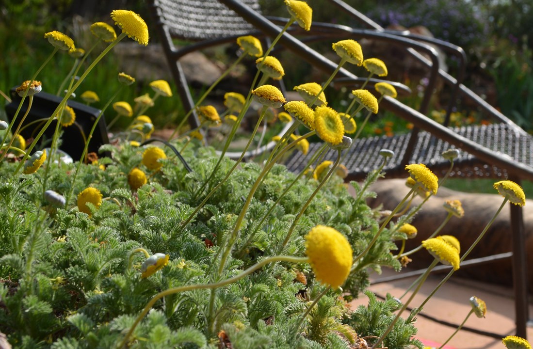 Cotula sericea Silky Buttons