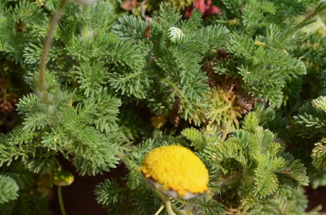 Cotula sericea Silky Buttons