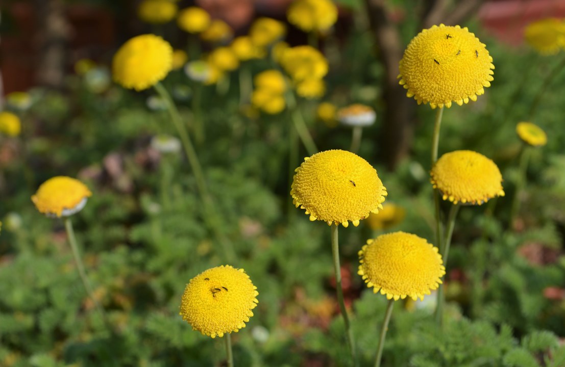 Cotula sericea Silky Buttons
