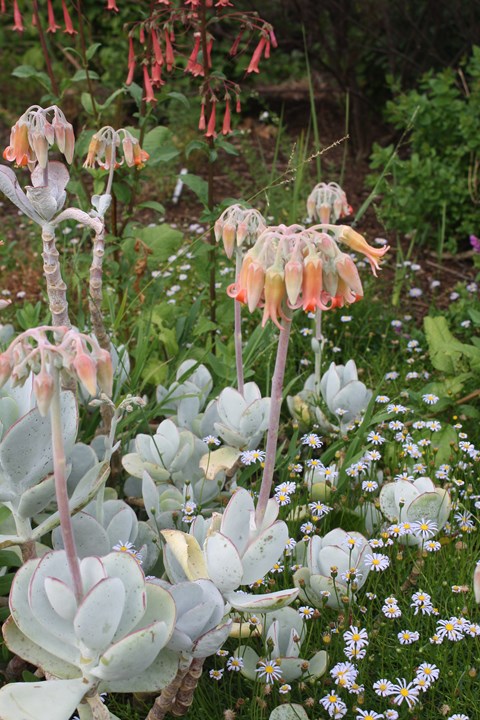 Cotyledon orbiculata Varkore Pig's Ear