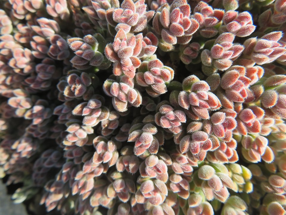 Crassula lanuginosa