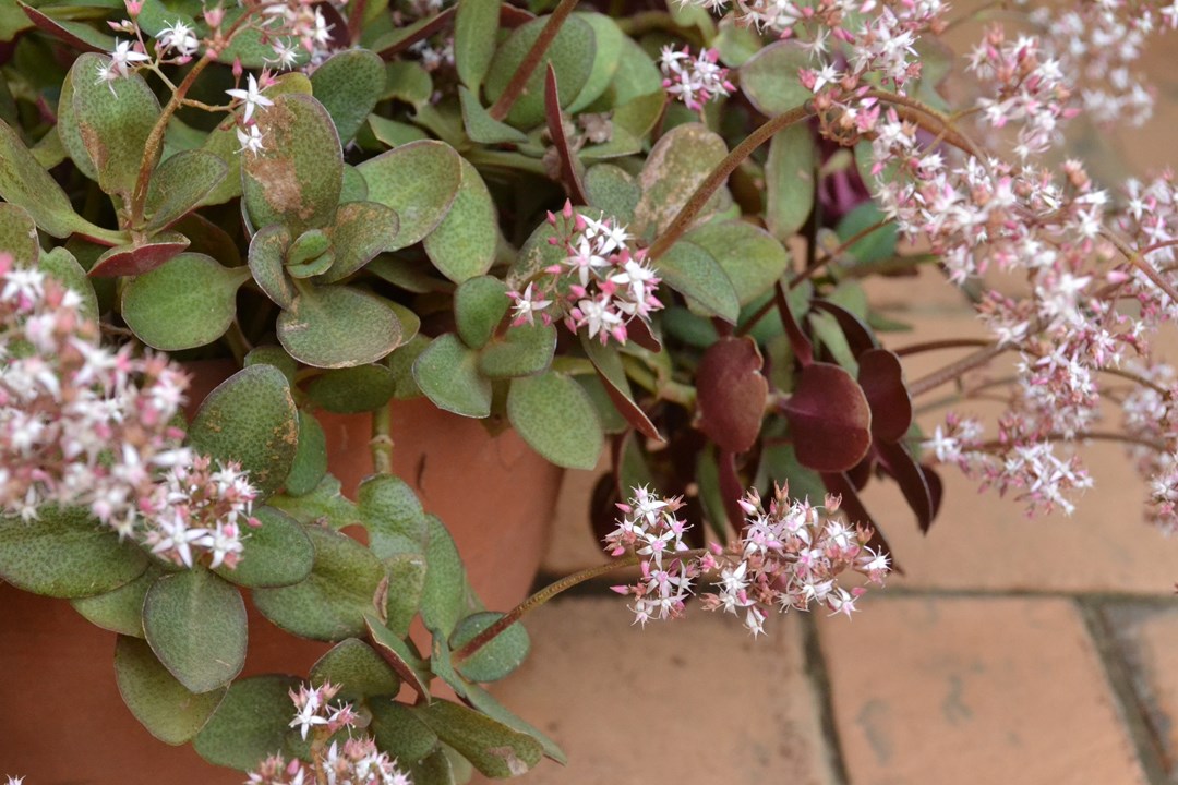Crassula multicava Purple Purple Fairy Crassula
