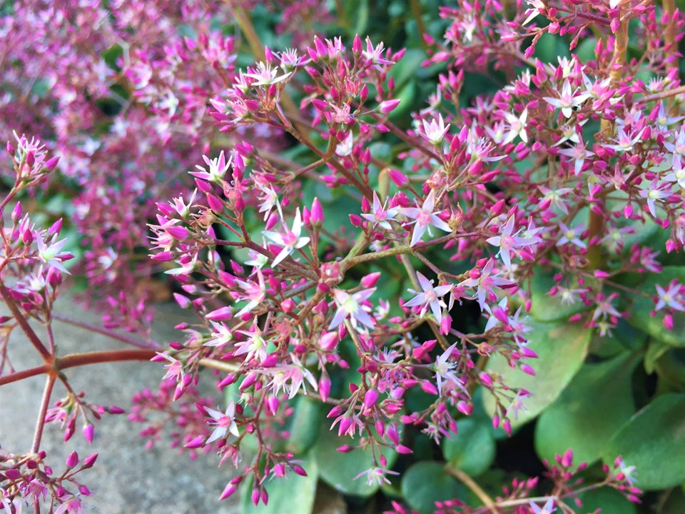 Crassula multicava Skaduplakkie Fairy Crassula umadinsane