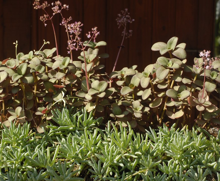 Crassula multicava Skaduplakkie Fairy Crassula umadinsane