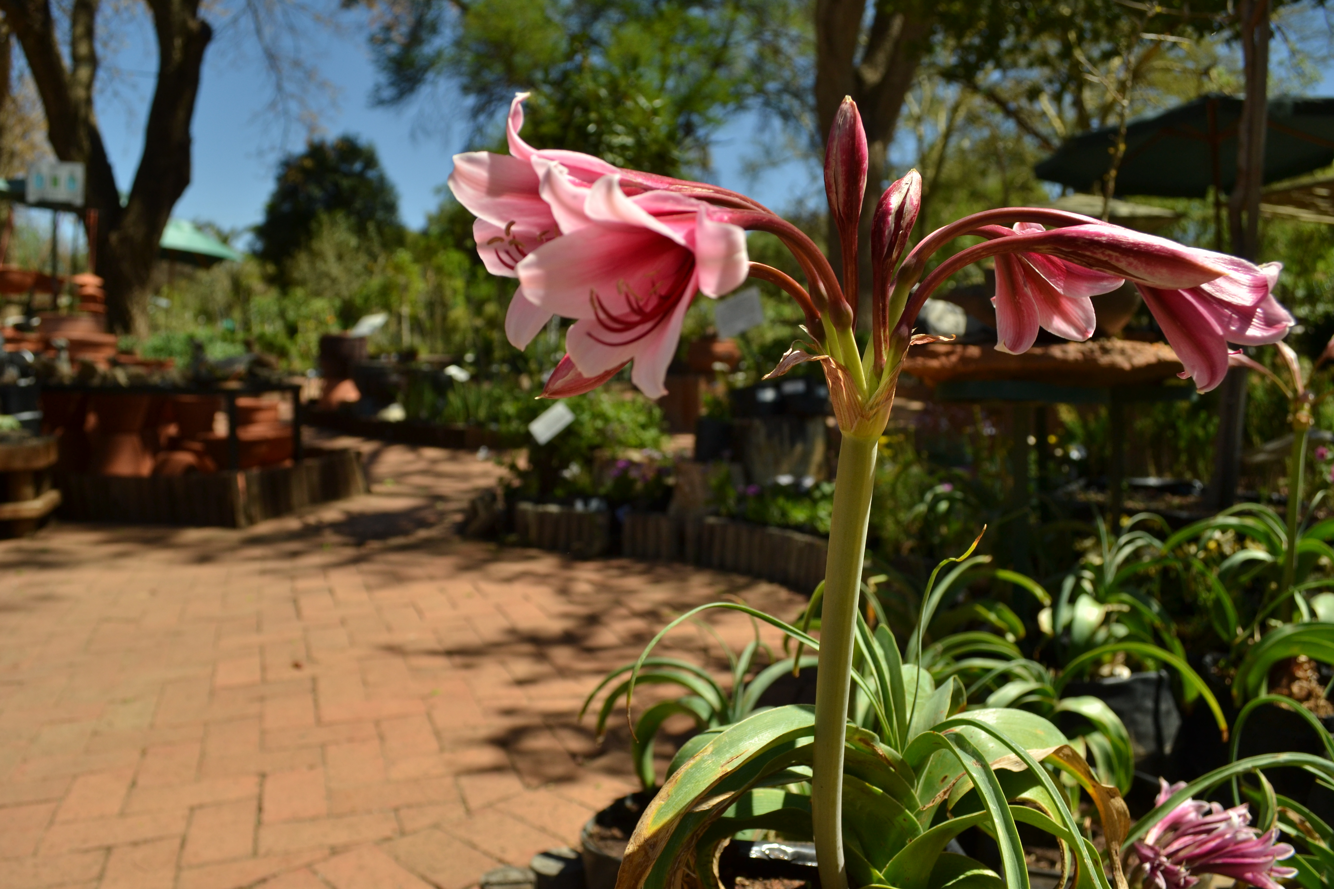 Crinum bulbispermum Orange River Lily Oranjerivierlelie Umduze Mototse