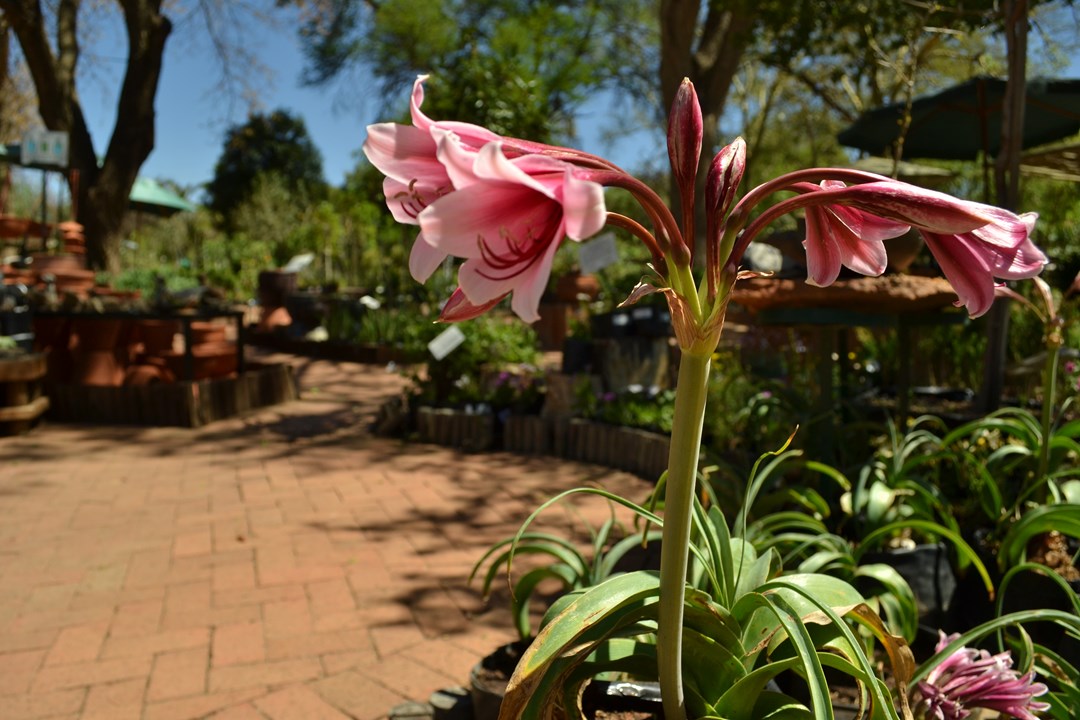 Crinum bulbispermum Orange River Lily Oranjerivierlelie Umduze Mototse
