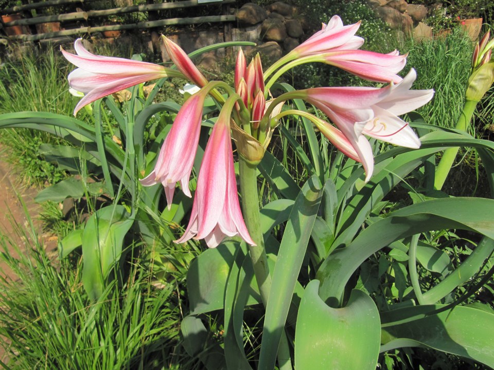 Crinum bulbispermum Orange River Lily Oranjerivierlelie Umduze Mototse