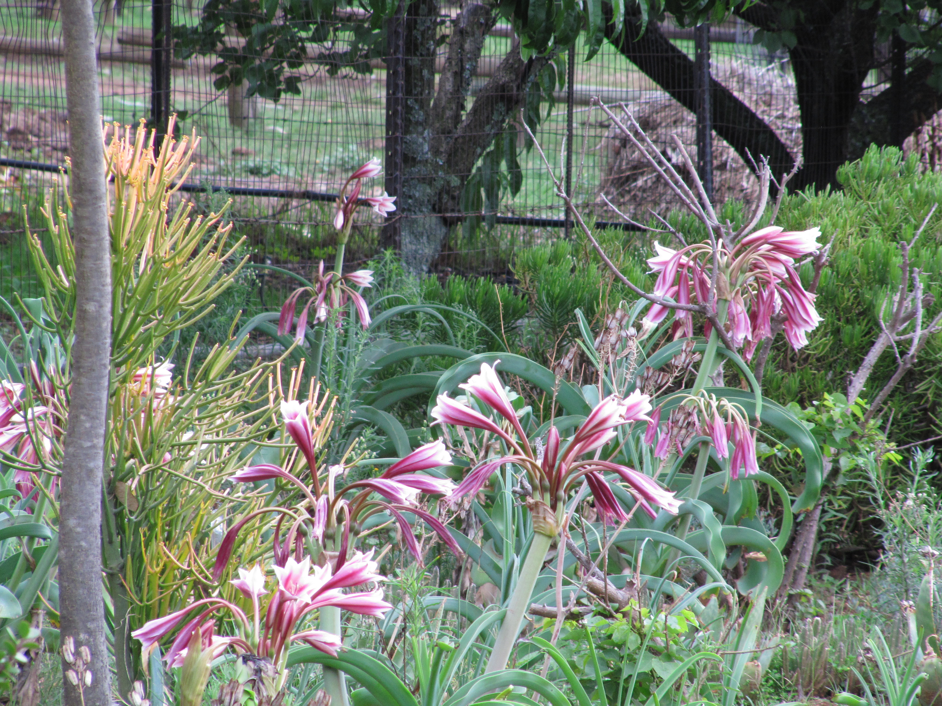 Crinum bulbispermum Orange River Lily Oranjerivierlelie Umduze Mototse