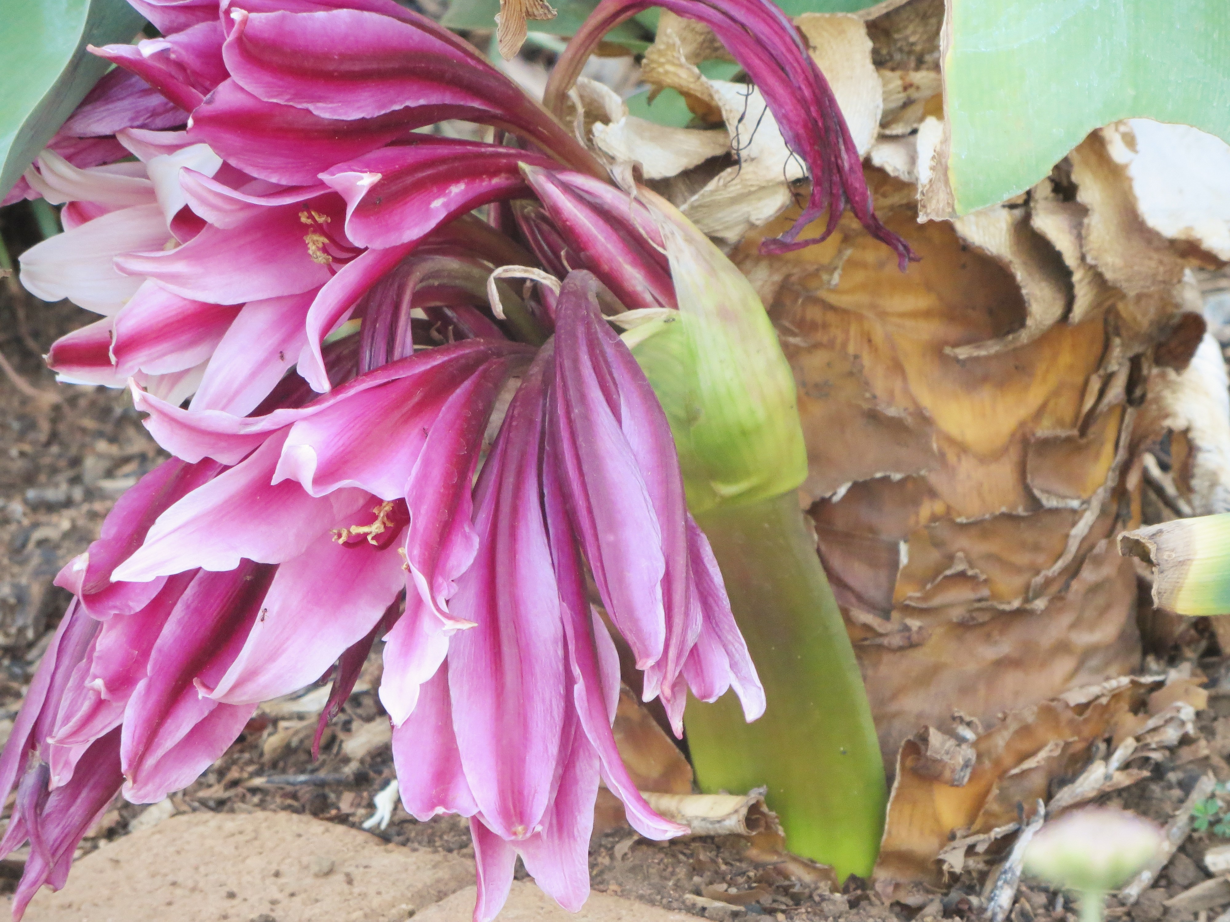 Crinum bulbispermum Orange River Lily Oranjerivierlelie Umduze Mototse