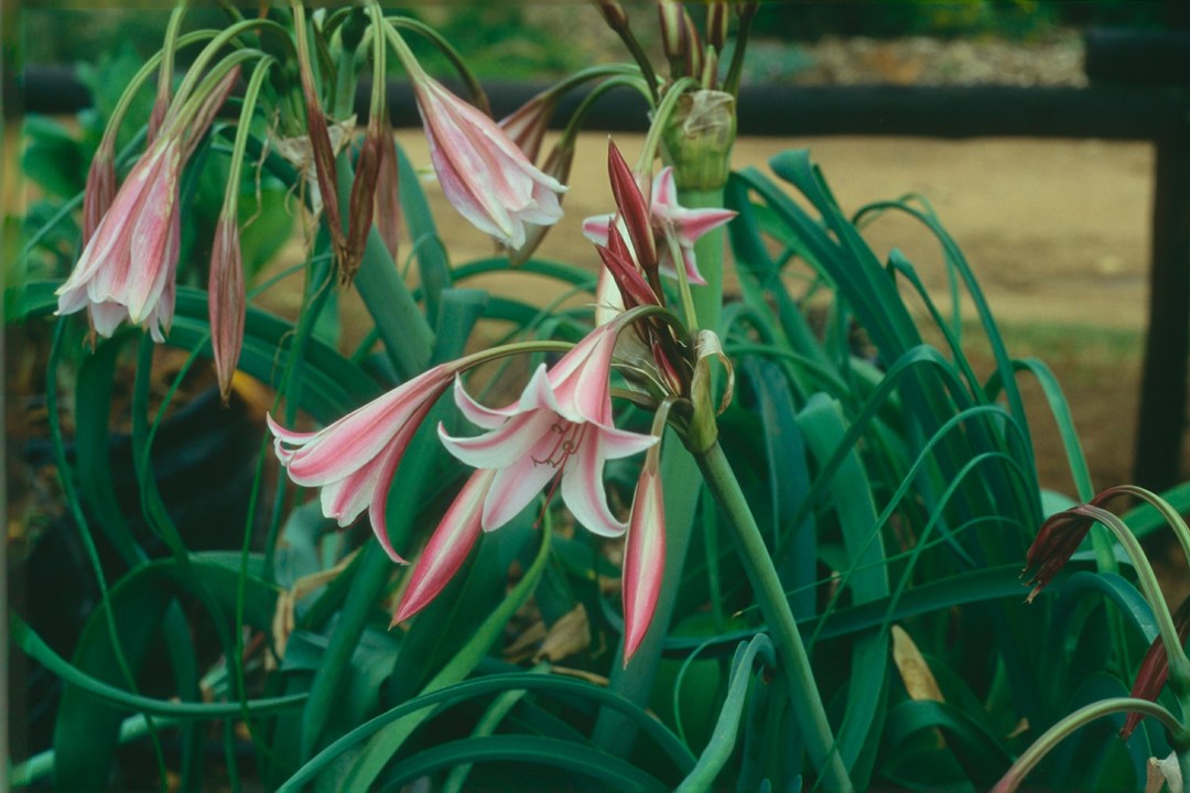 Crinum bulbispermum Orange River Lily Oranjerivierlelie Umduze Mototse