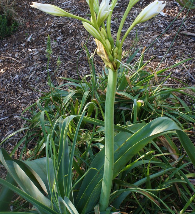 Crinum bulbispermum White Orange River Lily Oranjerivierlelie umduze ...