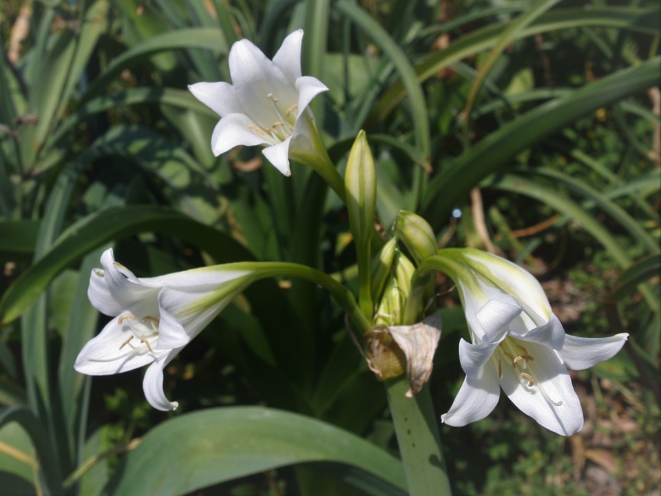 Crinum bulbispermum White Orange River Lily Oranjerivierlelie umduze ...