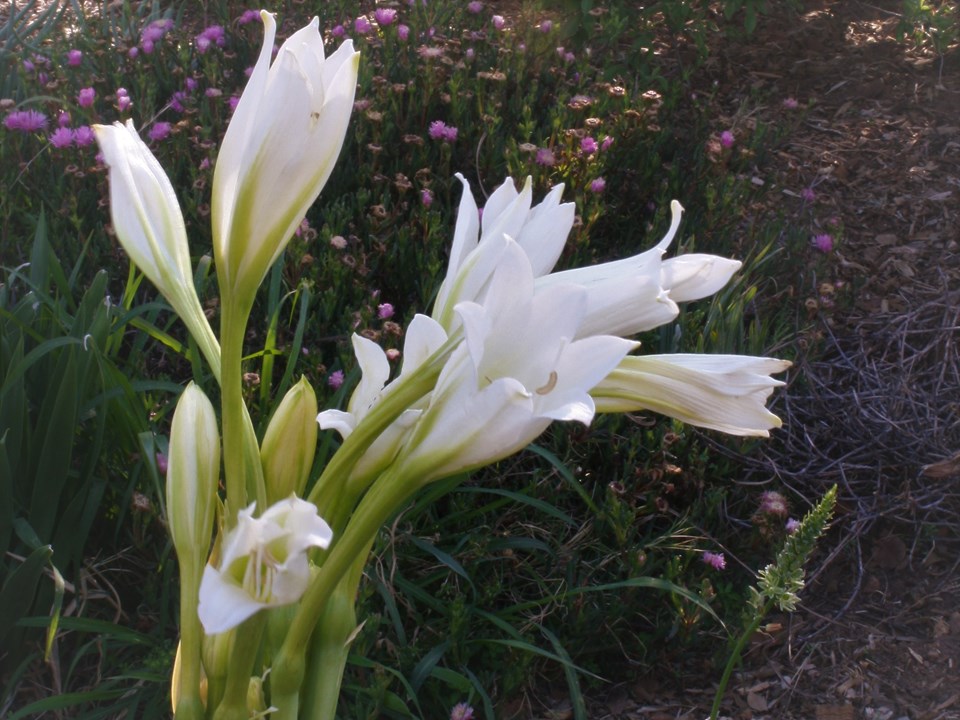 Crinum bulbispermum White Orange River Lily Oranjerivierlelie umduze ...