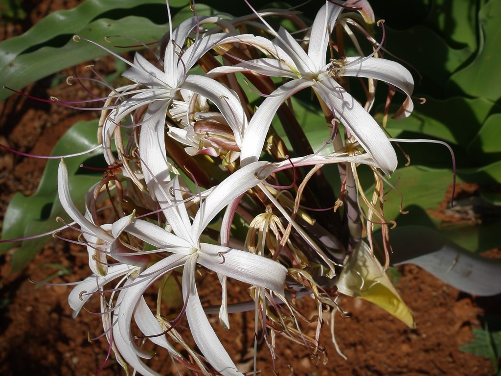 Crinum Buphanoides Sand Lily Sandlelie crinum-buphanoides-sand-lily-sandlelie