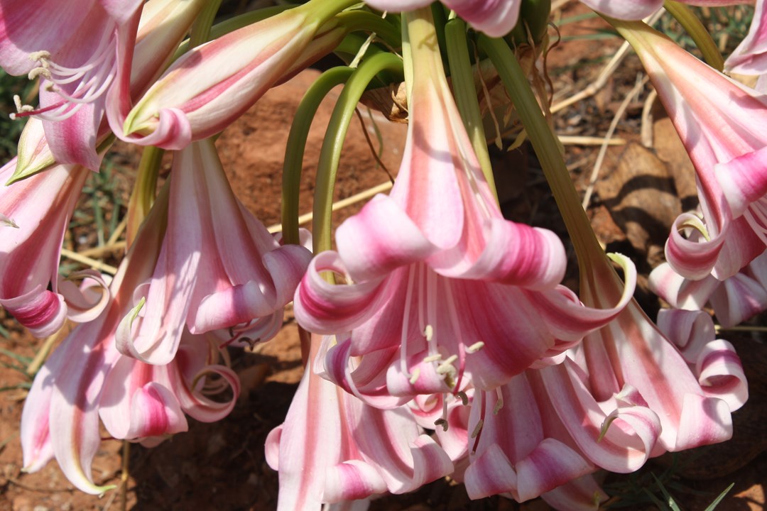 Crinum graminicola Grass Vlei Lily Graslelie