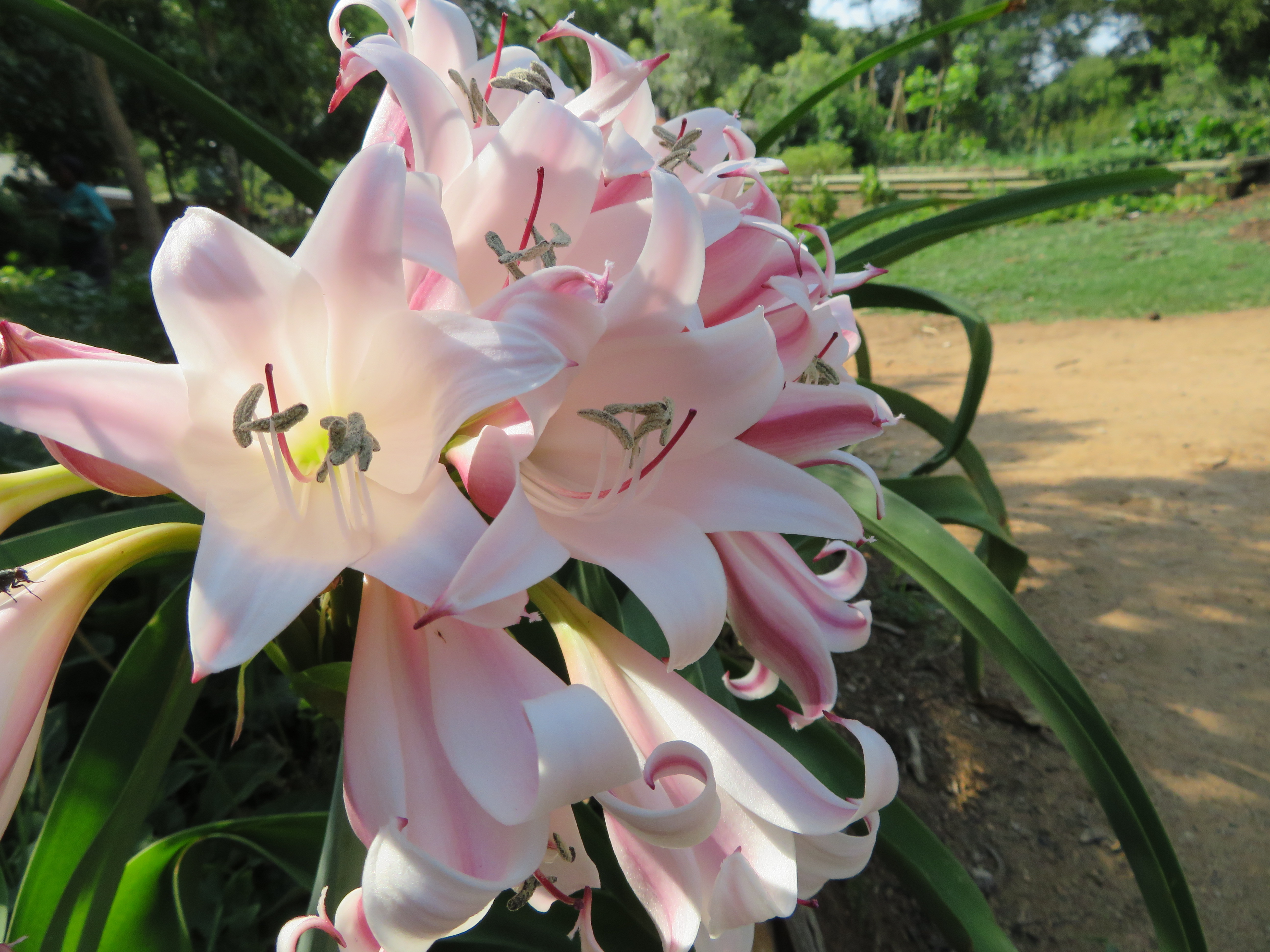 Crinum macowanii River Lily Rivierlelie umnduze intelezi