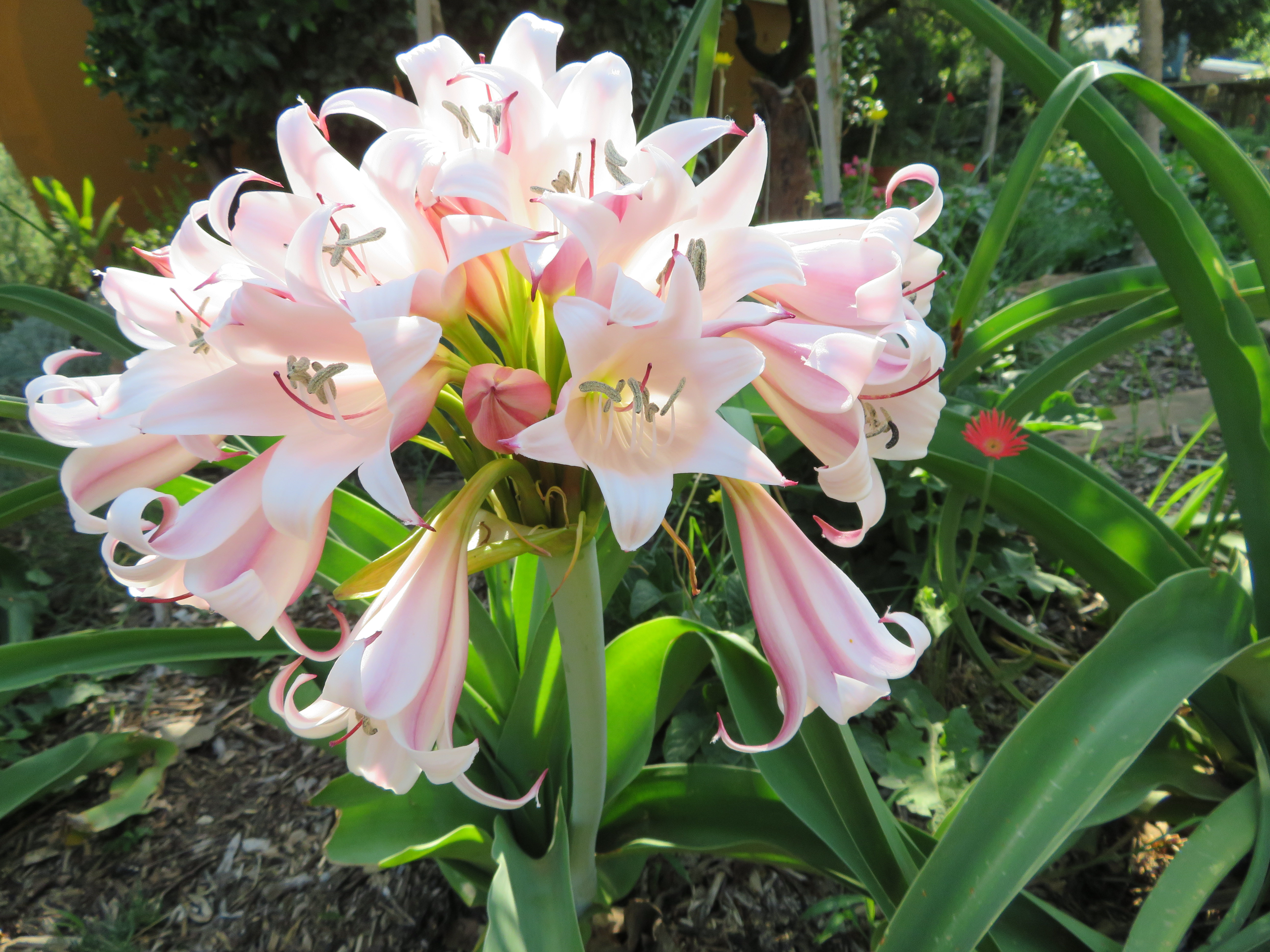Crinum macowanii River Lily Rivierlelie umnduze intelezi