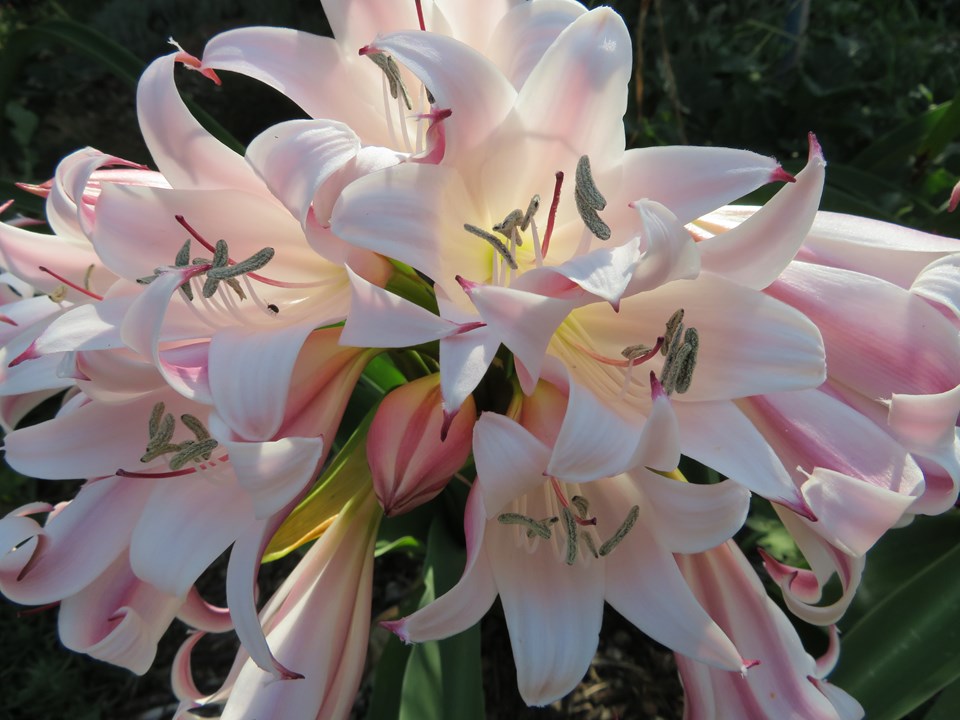Crinum macowanii River Lily Rivierlelie umnduze intelezi