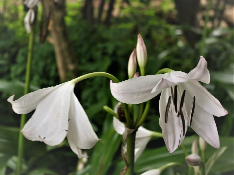 Crinum moorei Boslelie Moore’s Crinum umnduze