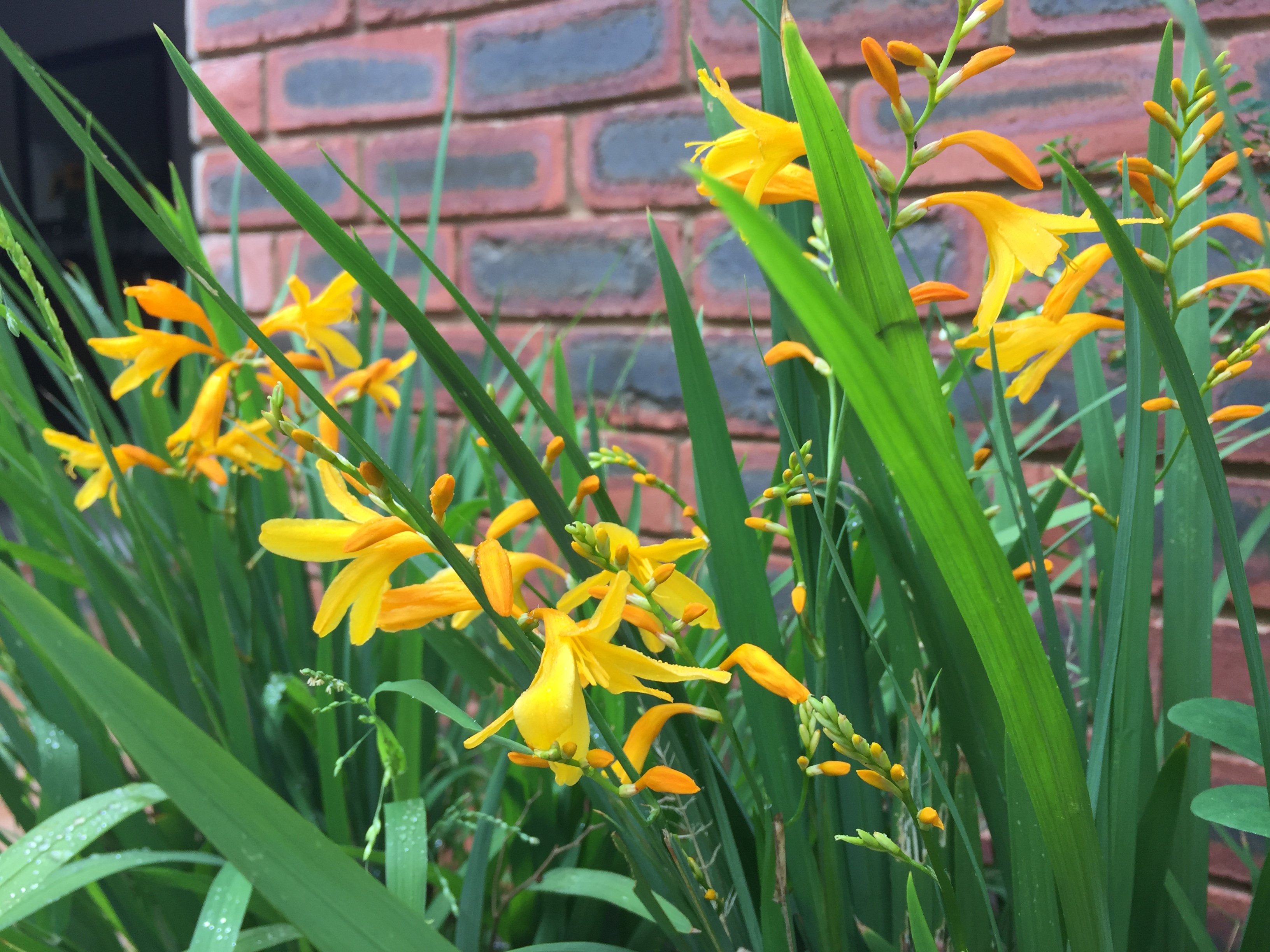 Crocosmia Golden Fleece Falling Stars Vallende Sterretjies umlunge