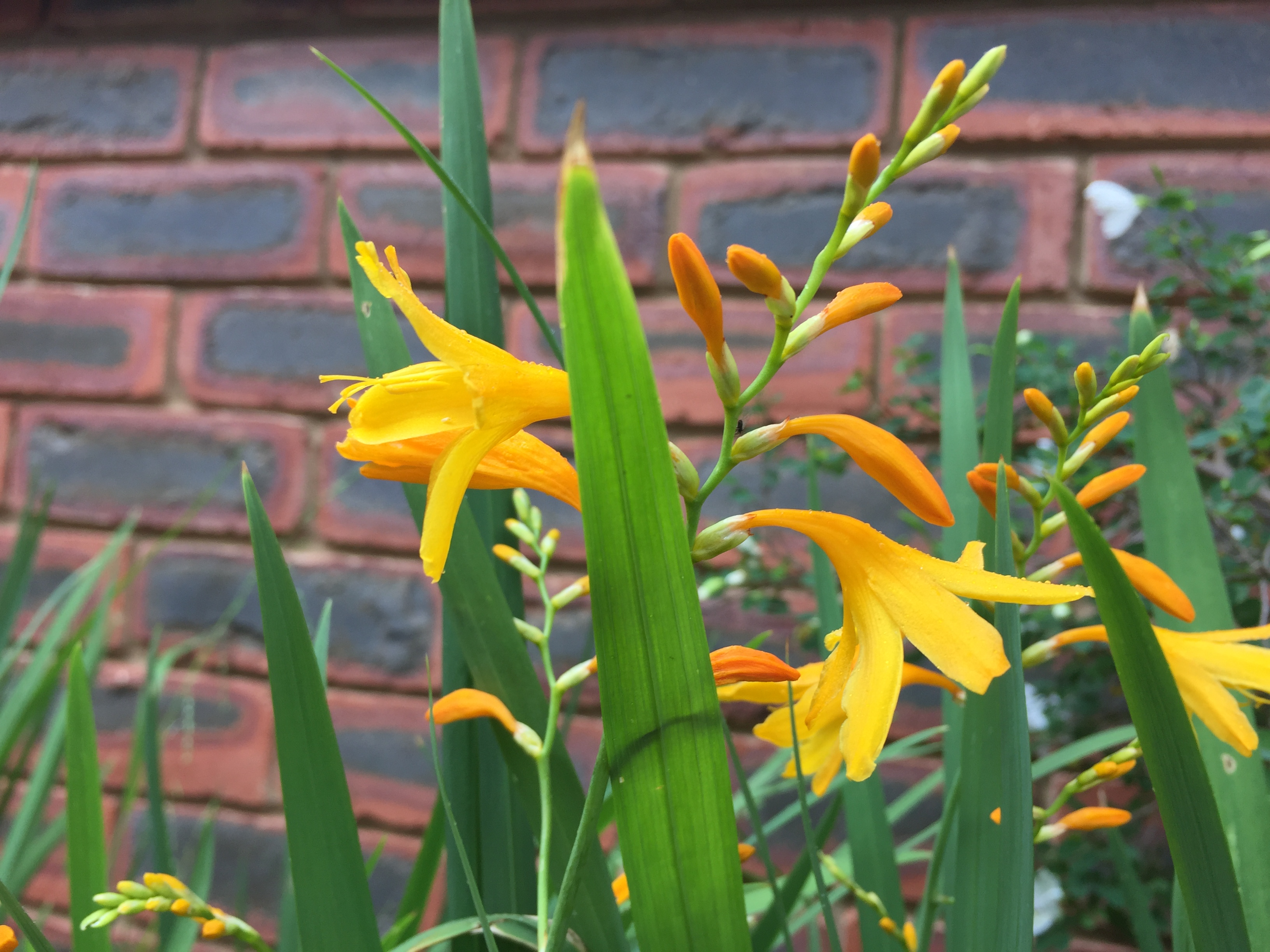 Crocosmia Golden Fleece Falling Stars Vallende Sterretjies umlunge