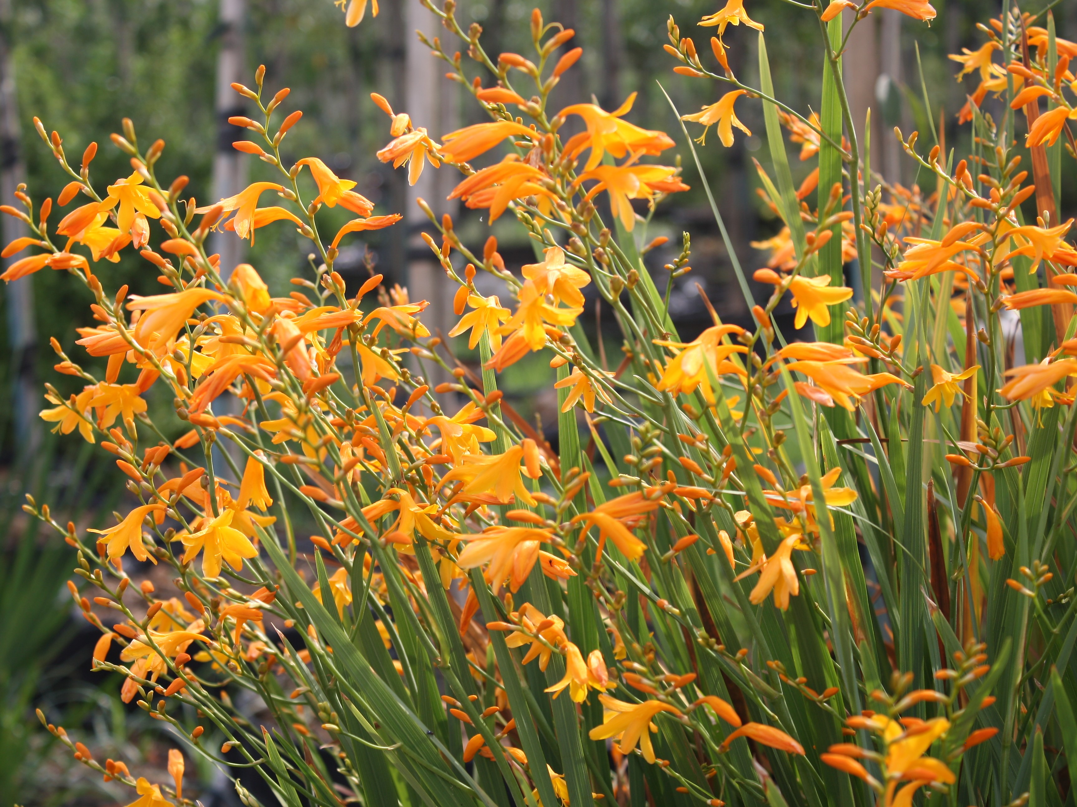 Crocosmia Golden Fleece Falling Stars Vallende Sterretjies umlunge
