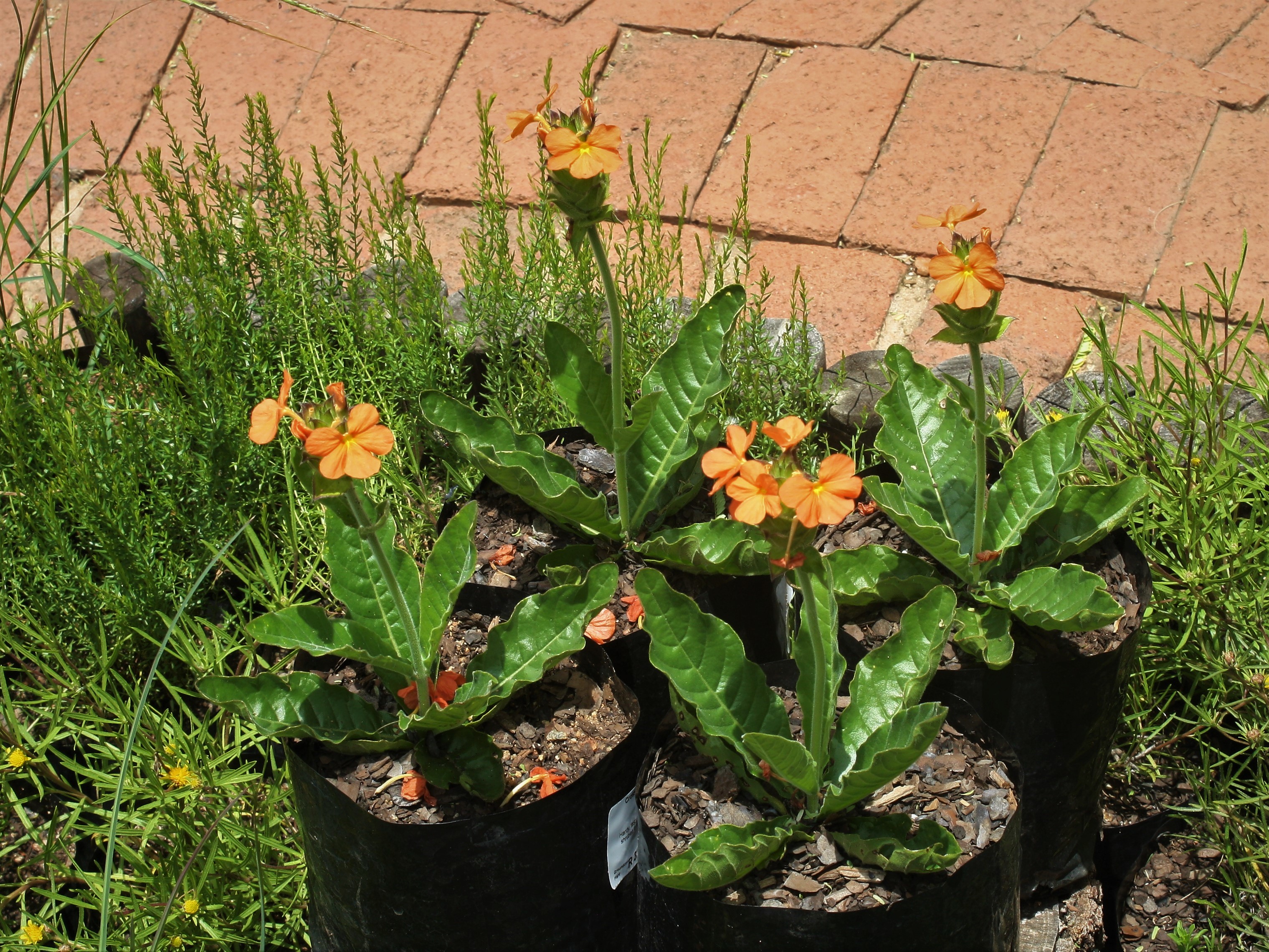 Crossandra greenstockii Bushveld Crossandra Rooiblom