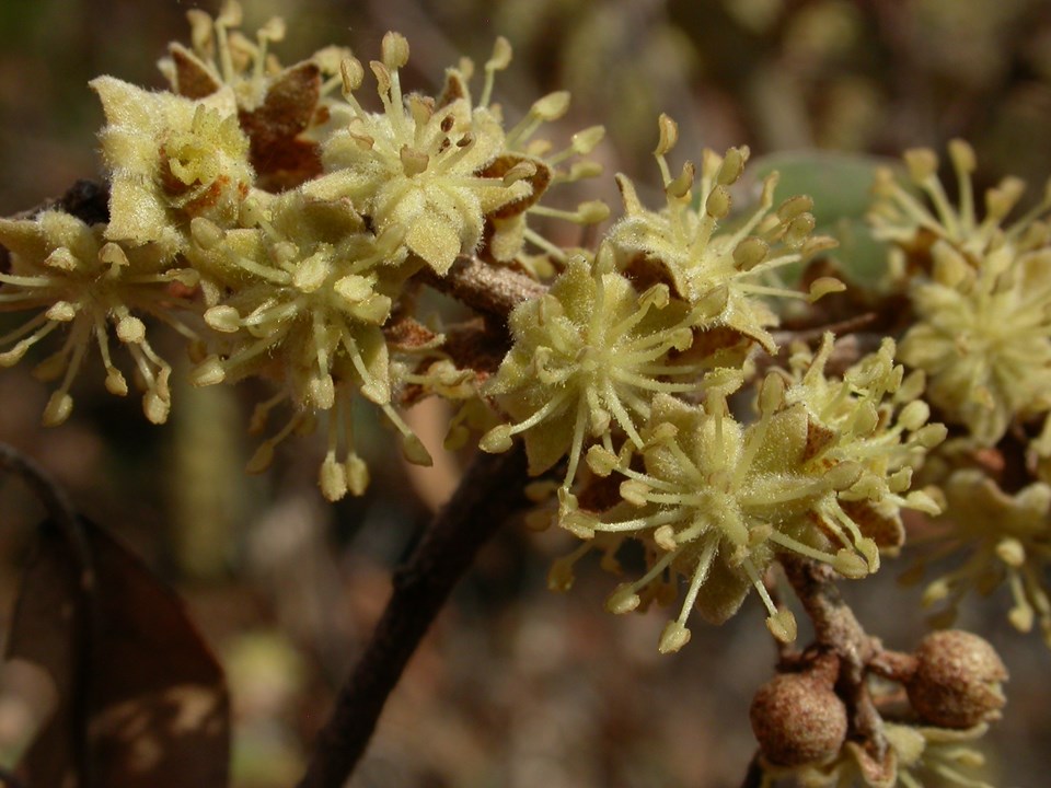 Croton gratissimus Lavender Fever Berry Laventelkoorsbessie mufhorola ...