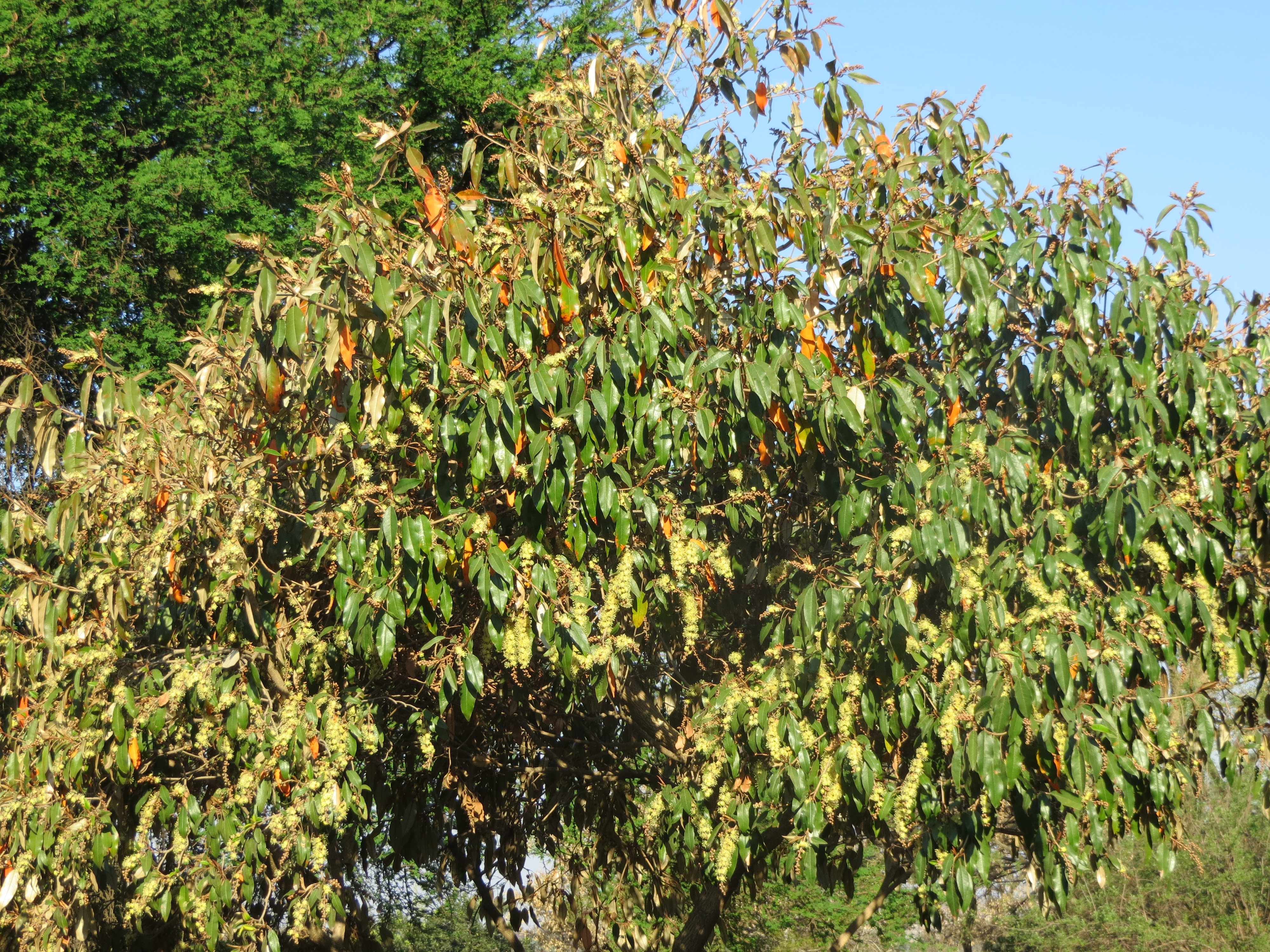 Croton gratissimus Lavender Fever Berry Laventelkoorsbessie mufhorola ...