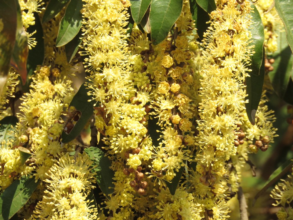Croton gratissimus Lavender Fever Berry Laventelkoorsbessie mufhorola ...