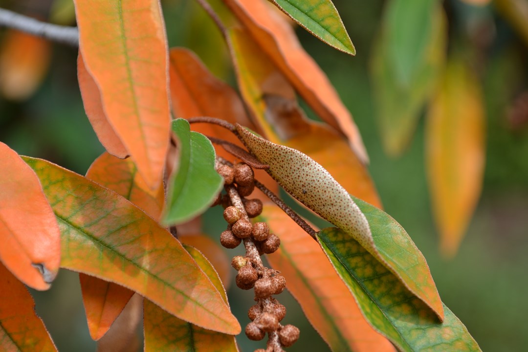 Croton gratissimus Lavender Fever Berry Laventelkoorsbessie mufhorola ...
